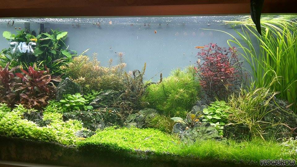 200 L in der Wand - Flowgrow Aquascape/Aquarien-Datenbank