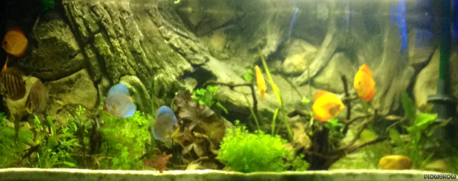 240l Tank - Flowgrow Aquascape/Aquarien-Datenbank