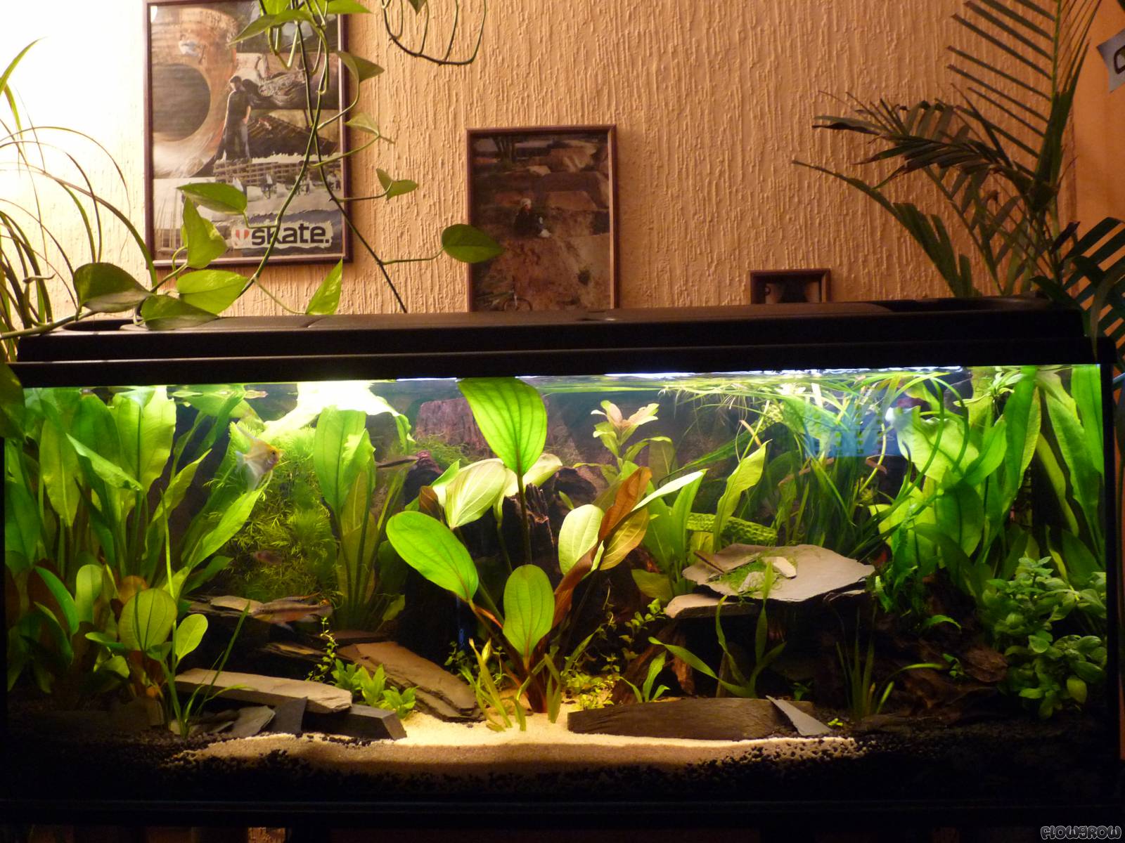 2ter Tank 120 L - Flowgrow Aquascape/Aquarien-Datenbank
