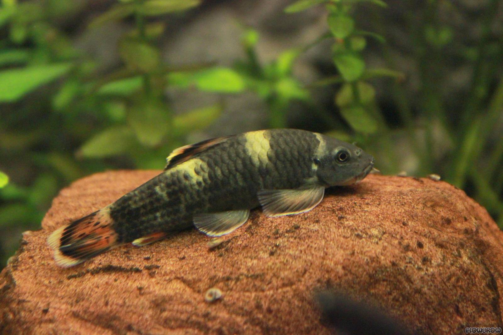 Casa Verde - Flowgrow Aquascape/Aquarien-Datenbank