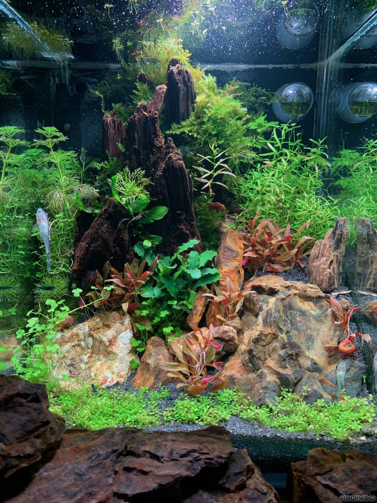 Cube 20 - Flowgrow Aquascape/Aquarien-Datenbank