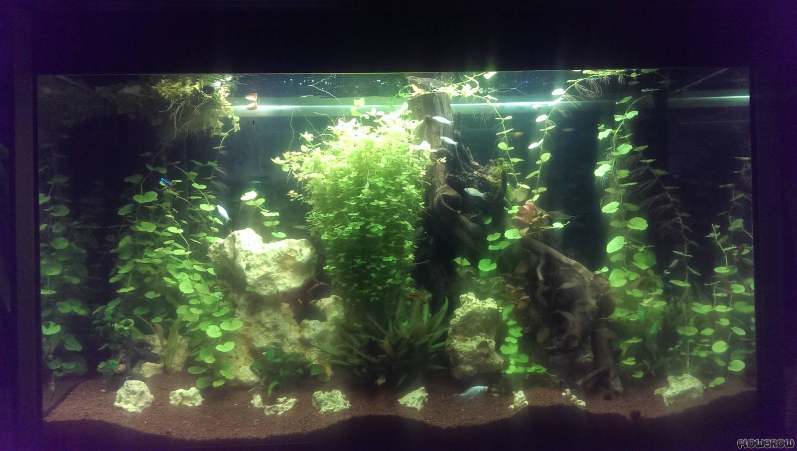 Fluval Profile 1500 - Flowgrow Aquascape/Aquarien-Datenbank