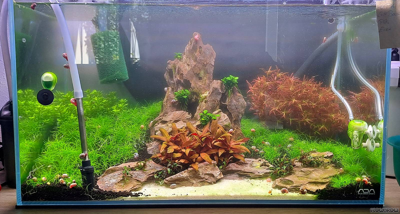 Hochzeits 60P - Flowgrow Aquascape/Aquarien-Datenbank