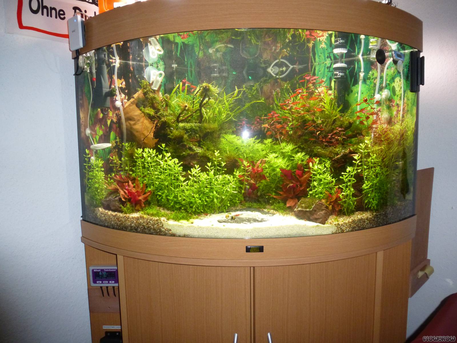 Hollywood 1 - Flowgrow Aquascape/Aquarien-Datenbank