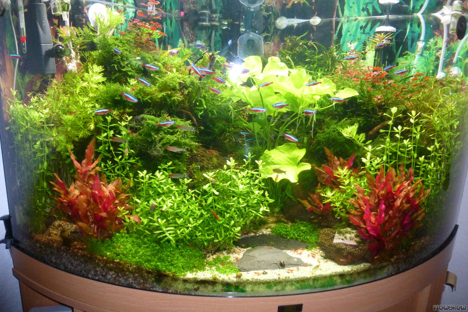 Hollywood 1 - Flowgrow Aquascape/Aquarien-Datenbank