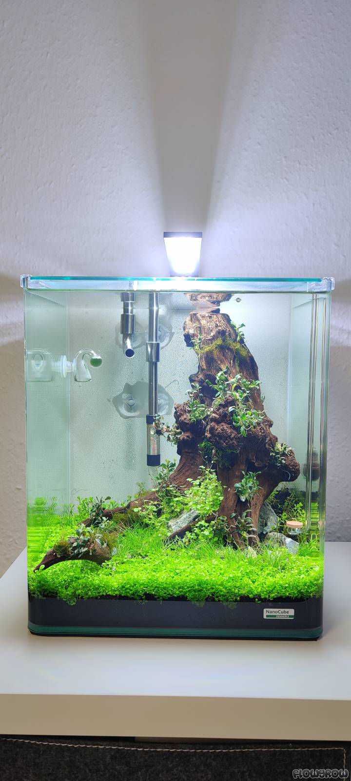 Jungle Cube - Flowgrow Aquascape/Aquarien-Datenbank