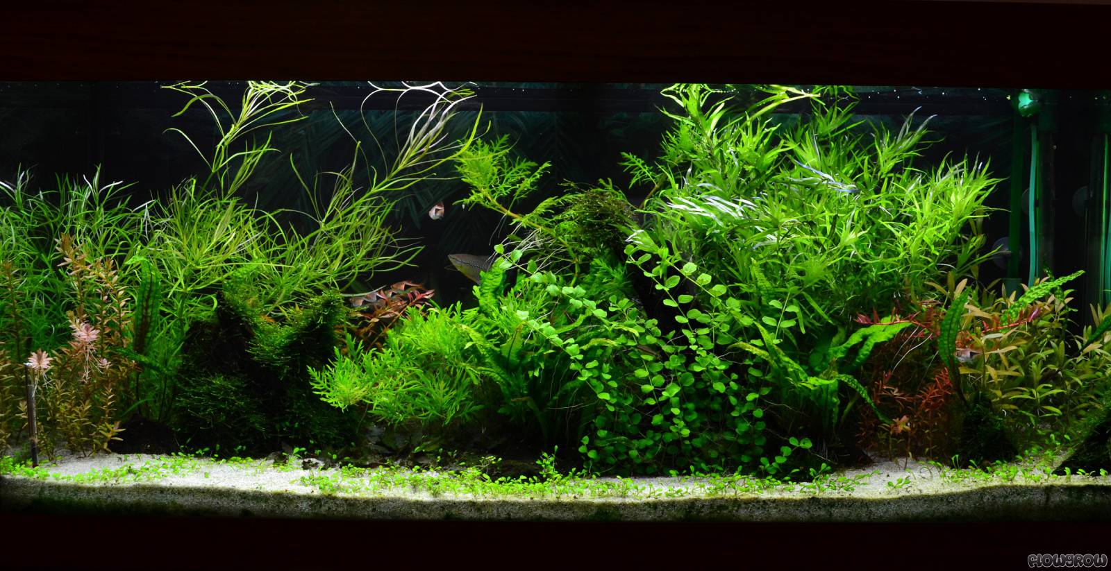 Juwel Rio 240 - Flowgrow Aquascape/Aquarien-Datenbank