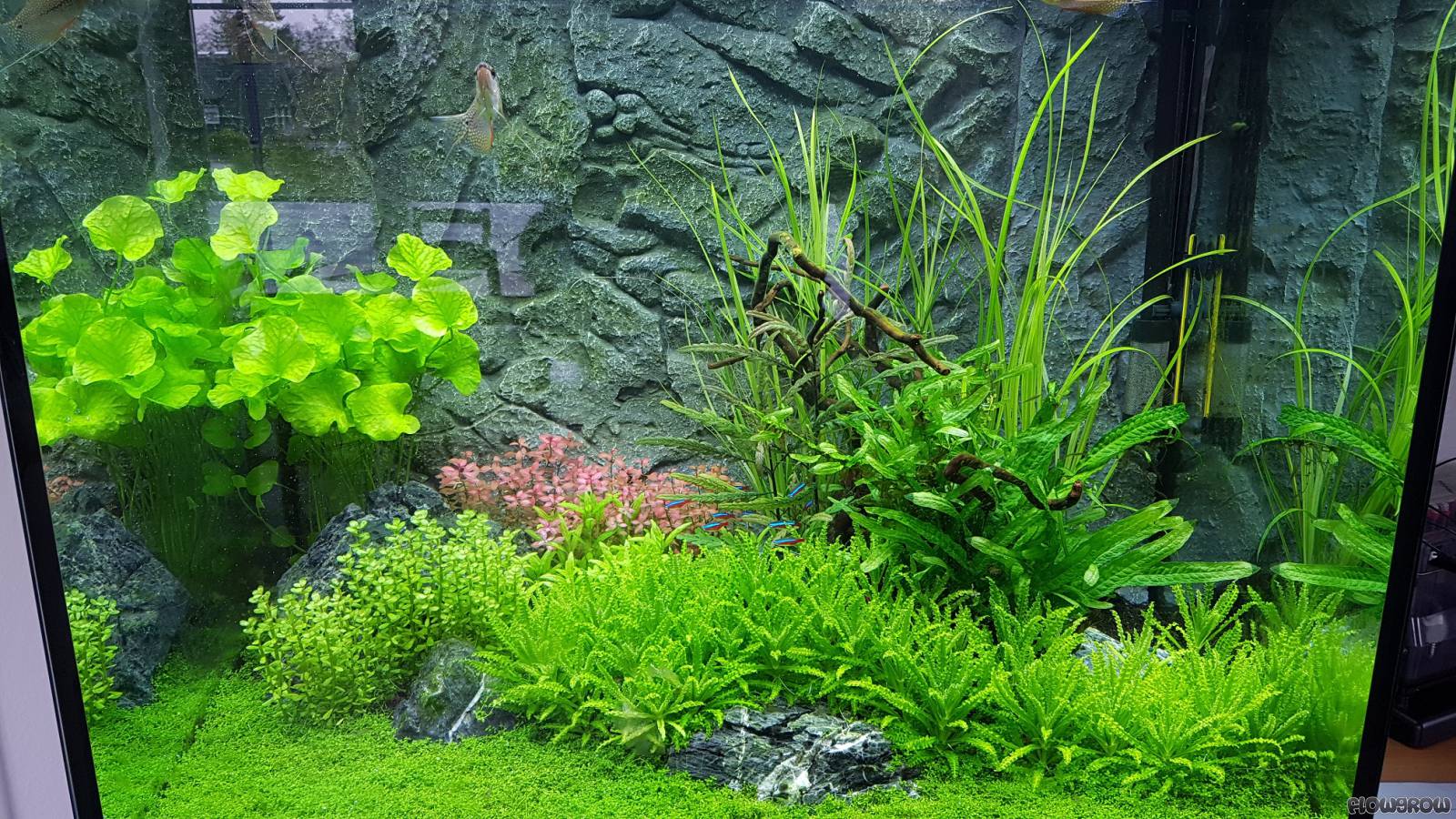 Lido 200 - Flowgrow Aquascape/Aquarien-Datenbank