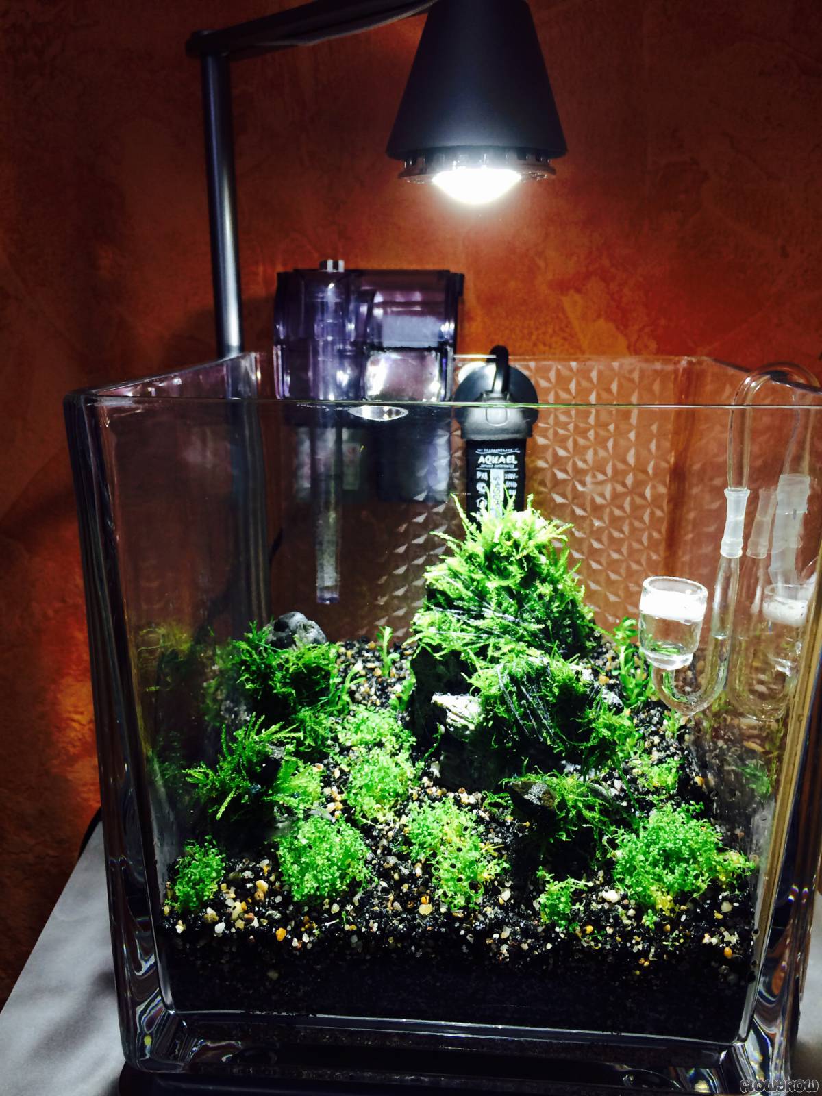 Meine 8 liter tropica cube - Flowgrow Aquascape/Aquarien-Datenbank