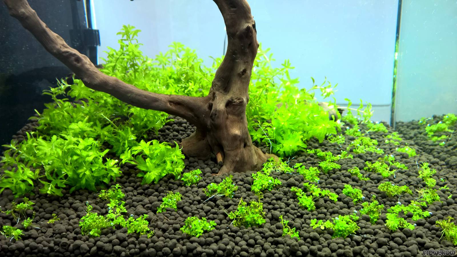 Nano Cube 30 - Flowgrow Aquascape/Aquarien-Datenbank