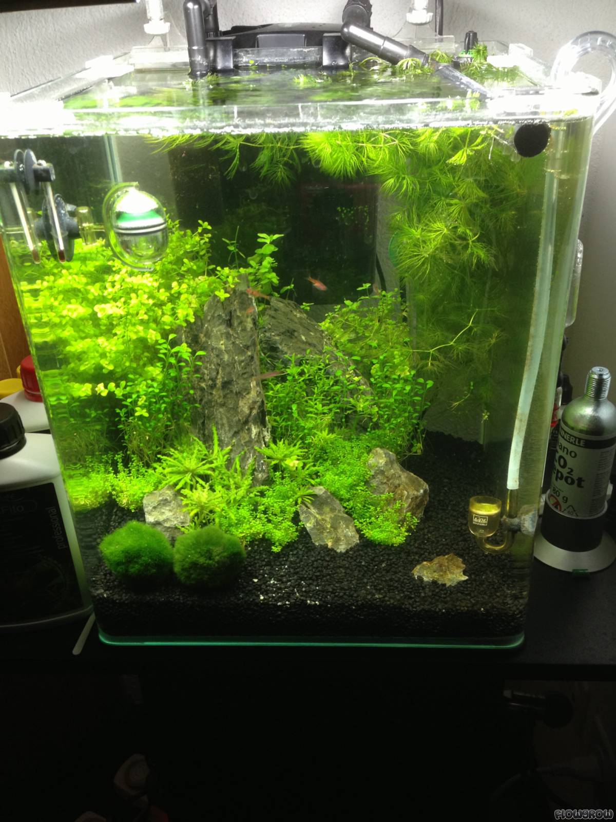 Nr.2 - Flowgrow Aquascape/Aquarien-Datenbank