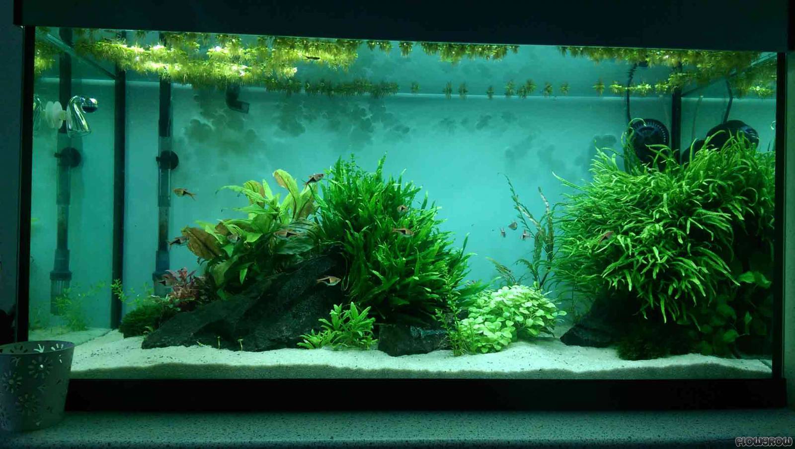 Problemfall 200 Liter - Flowgrow Aquascape/Aquarien-Datenbank