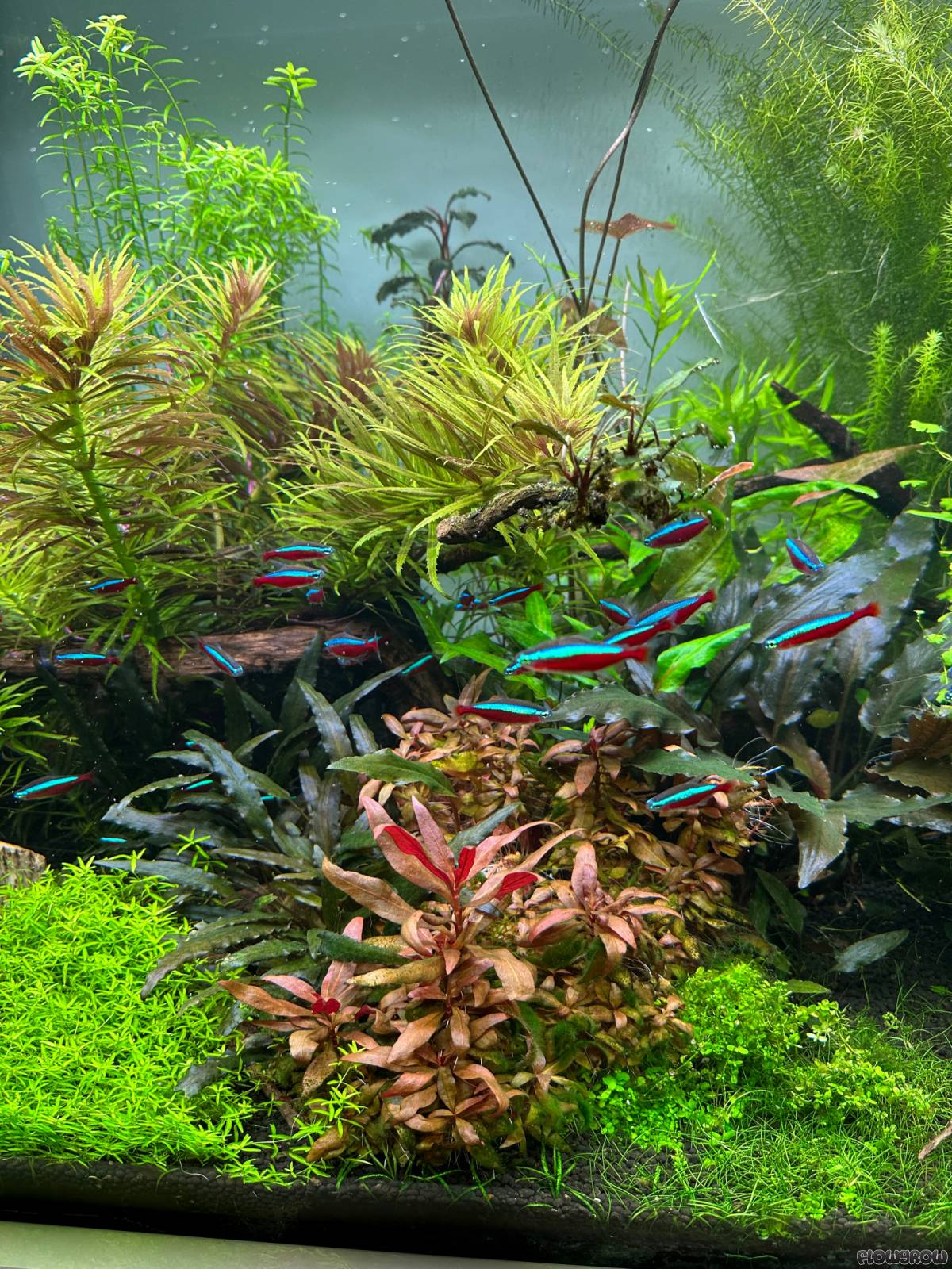 Relax & Dream Aquarium - Flowgrow Aquascape/Aquarien-Datenbank