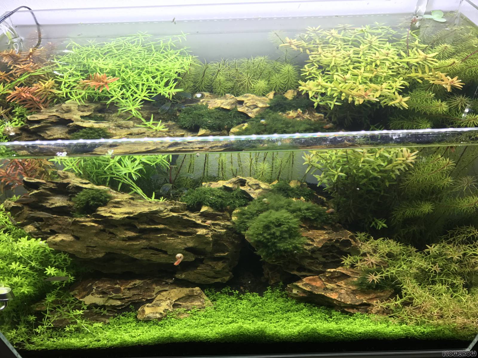 rock spur - Flowgrow Aquascape/Aquarien-Datenbank