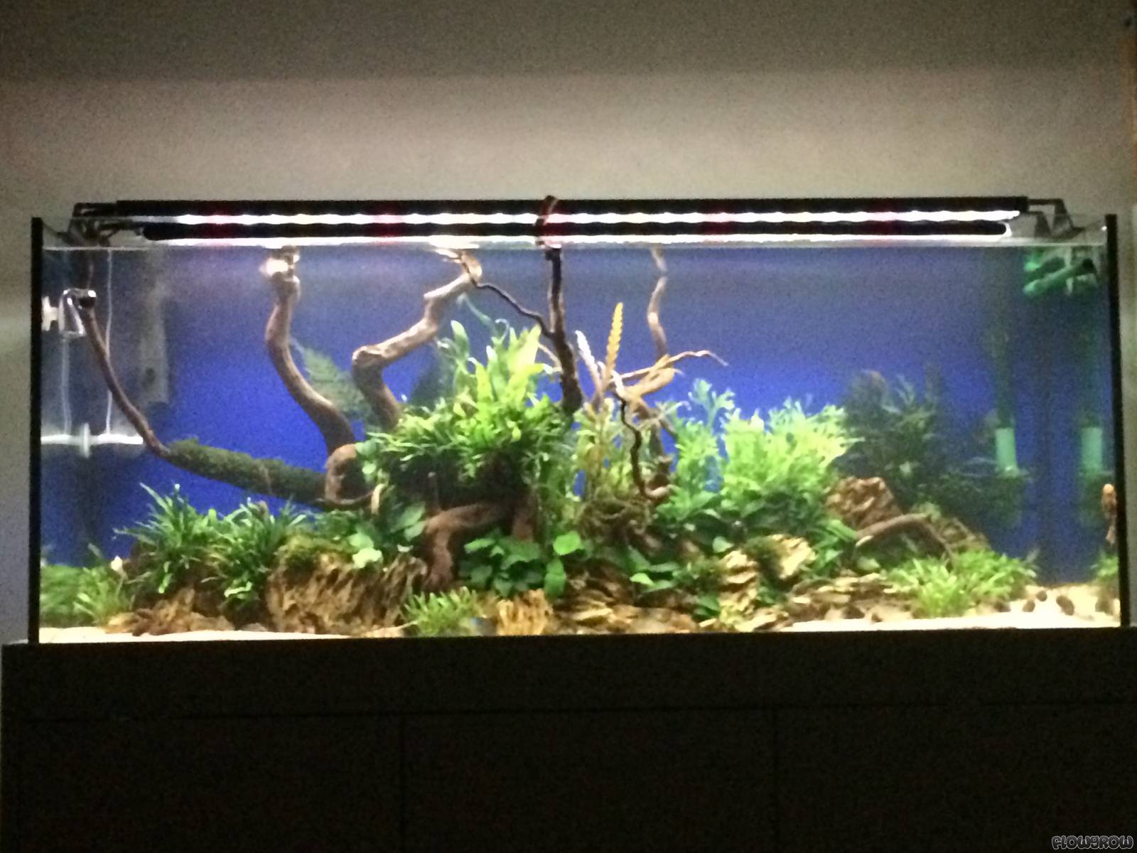 Treasure Island - Flowgrow Aquascape/Aquarien-Datenbank
