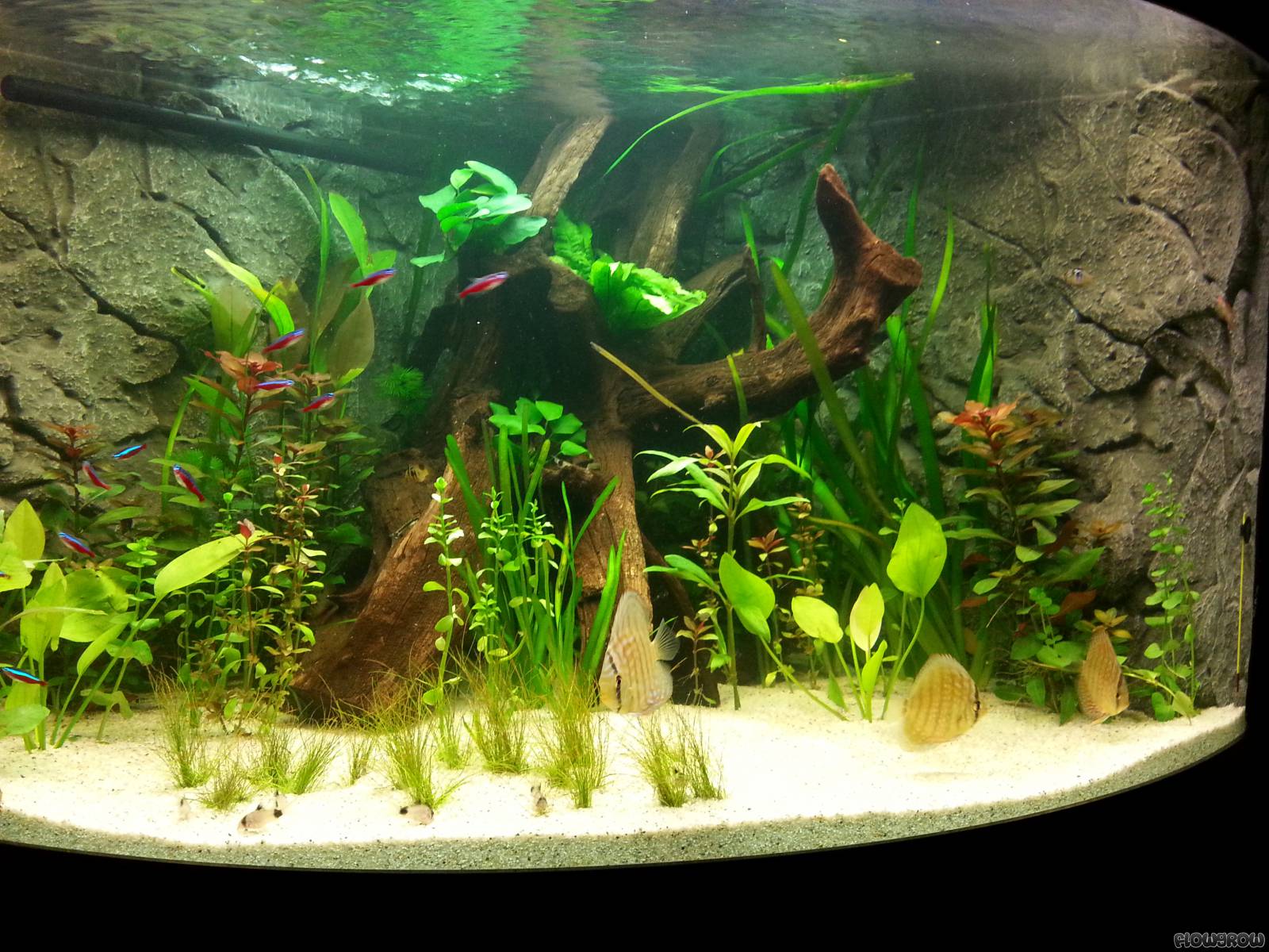 Trigon 350 Diskusexperiment - Flowgrow Aquascape/Aquarien-Datenbank
