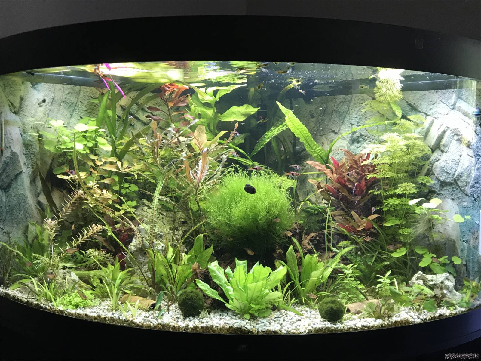 Trigon Gesellschaftsbecken 350 - Flowgrow Aquascape/Aquarien-Datenbank