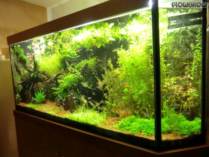 1200l Naturaquarium - Flowgrow Aquascape/Aquarien-Datenbank