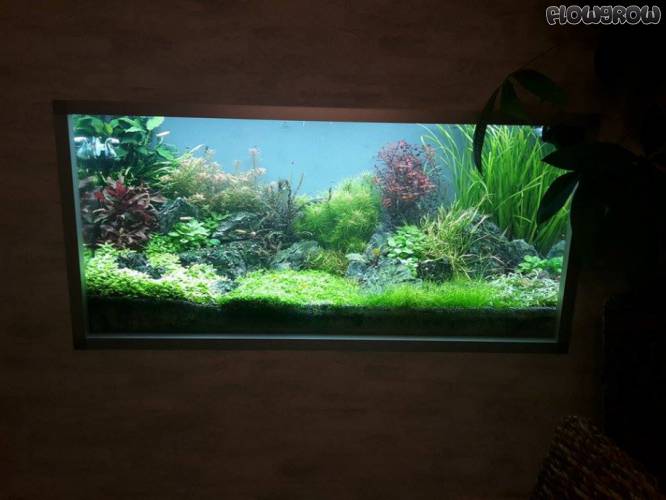 200 L in der Wand - Flowgrow Aquascape/Aquarien-Datenbank