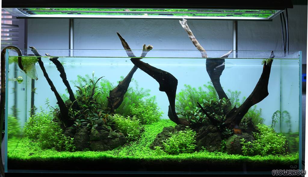 Micranthemum sp. "Montecarlo-3" - New Large Pearl Grass - Flowgrow ...