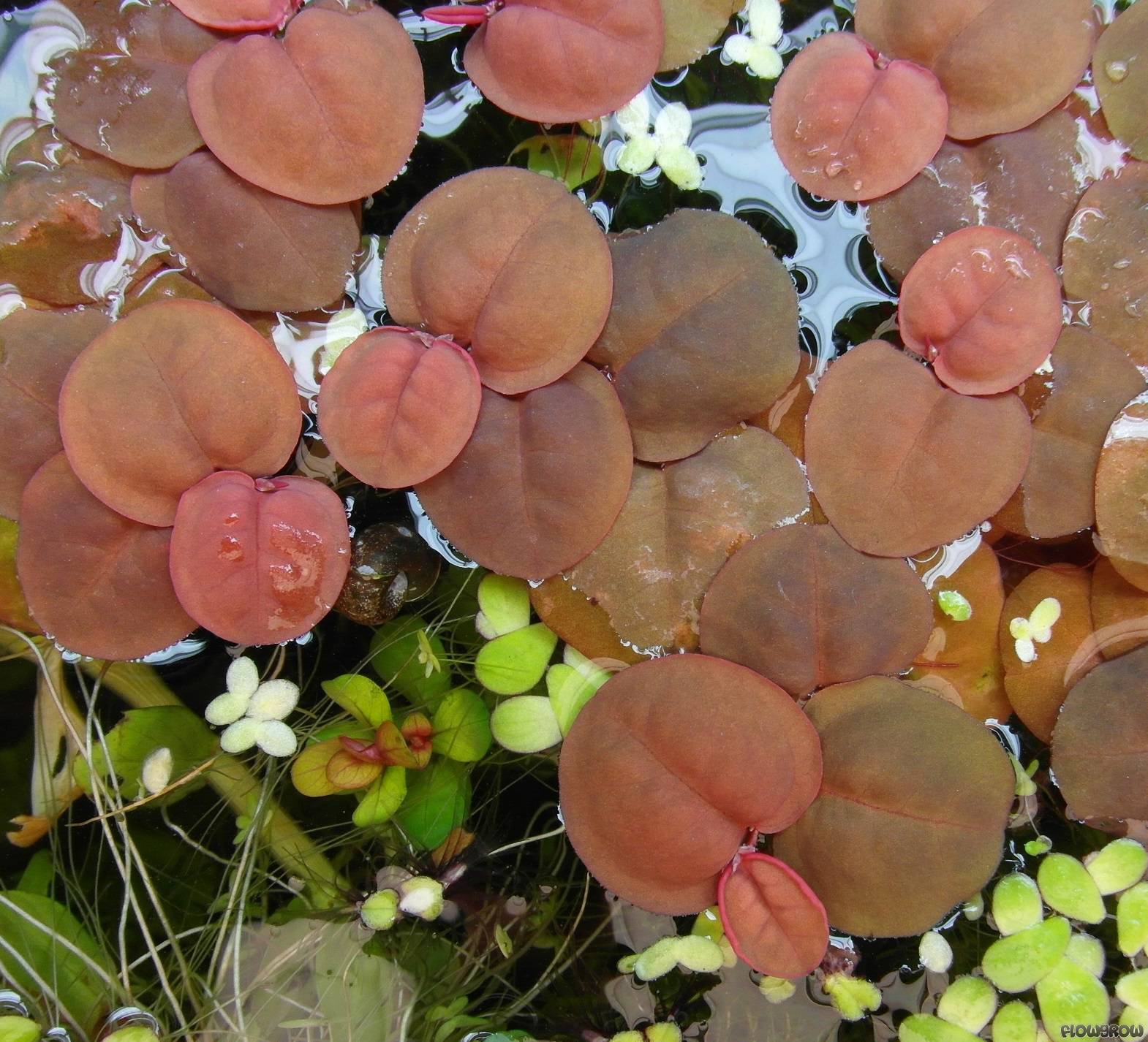 Red Root Floaters Red Root Floater (Phyllanthus Fluitans) Live Floating ...