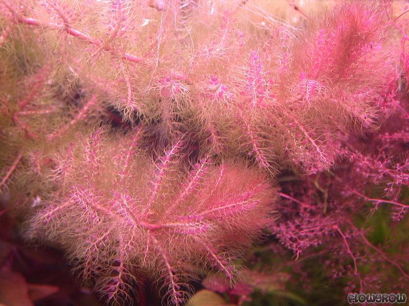 Utricularia sp. "pink" - Flowgrow Aquatic Plant Database