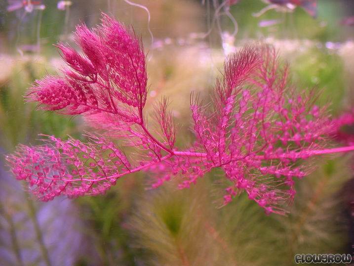 Utricularia sp. "pink" - Flowgrow Aquatic Plant Database