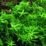 Rotala sp. 'Green' - Flowgrow Aquatic Plant Database