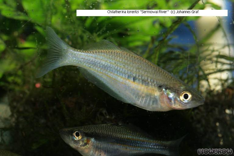 Chilatherina lorentzi - Lorentz-Regenbogenfisch - Flowgrow Fisch-Datenbank