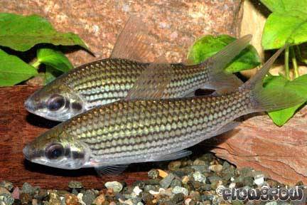 Cyphocharax multilineatus - Flowgrow Fisch-Datenbank