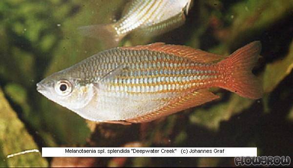 Melanotaenia splendida splendida - Flowgrow Fisch-Datenbank