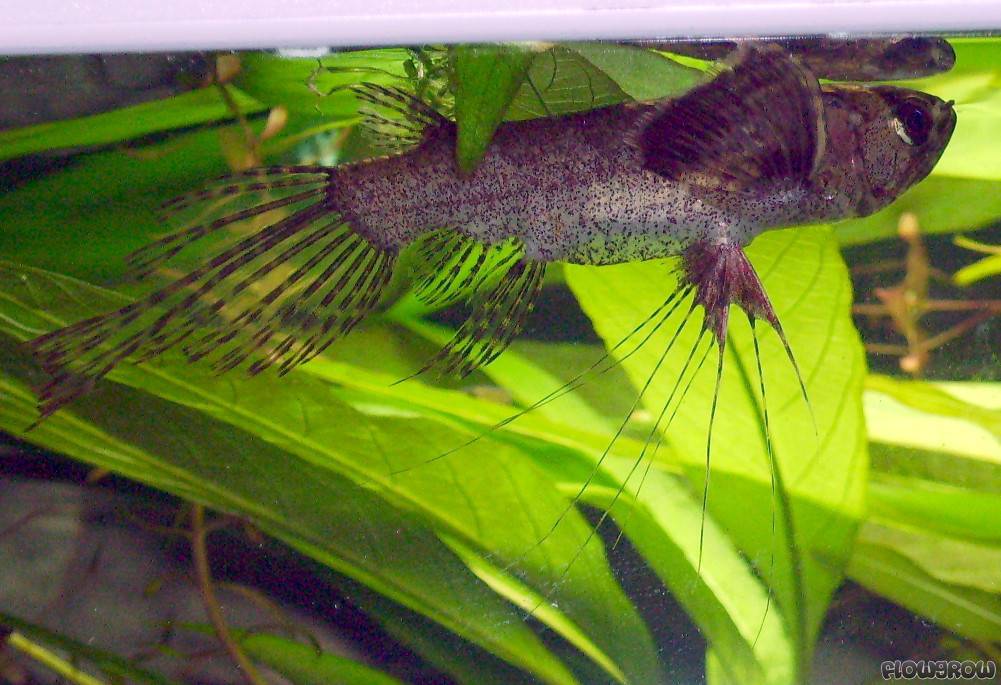Pantodon buchholzi - Schmetterlingsfisch - Flowgrow Fisch-Datenbank