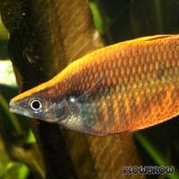 Chilatherina fasciata - Gestreifter Regenbogenfisch - Flowgrow Fisch ...