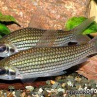Cyphocharax multilineatus - Flowgrow Fisch-Datenbank