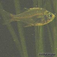 Parambassis ranga - Flowgrow Fisch-Datenbank