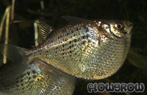 Gasteropelecus maculatus - Gefleckter Beilbauchfisch - Flowgrow Fish ...