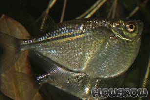 Gasteropelecus sternicla - Silberbeilbauchfisch - Flowgrow Fish Database