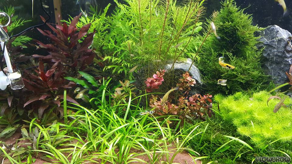 112 Liter Nr.3 - Flowgrow Aquascape/Aquarium Database