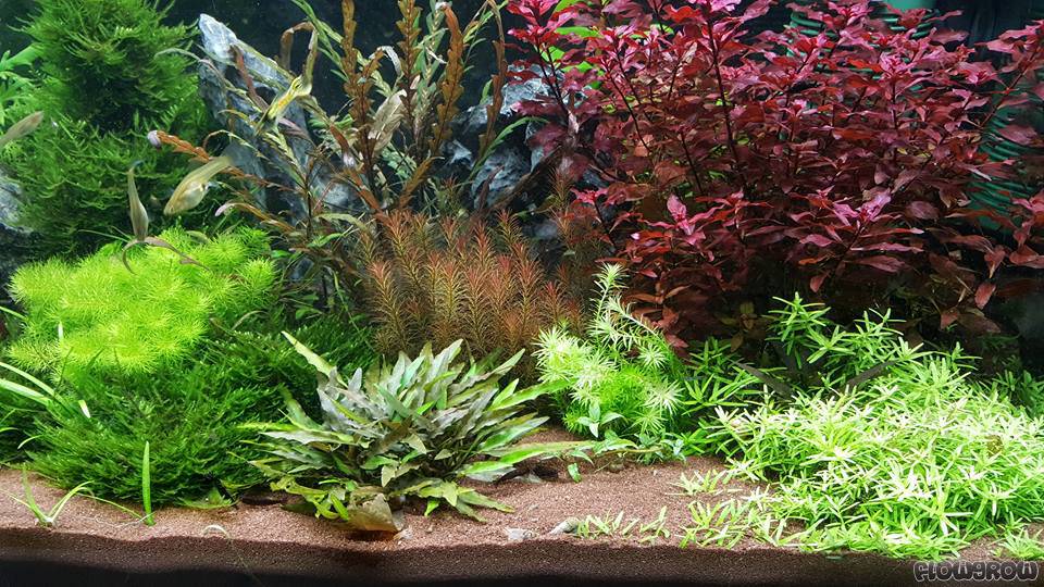 112 Liter Nr.3 - Flowgrow Aquascape/Aquarium Database