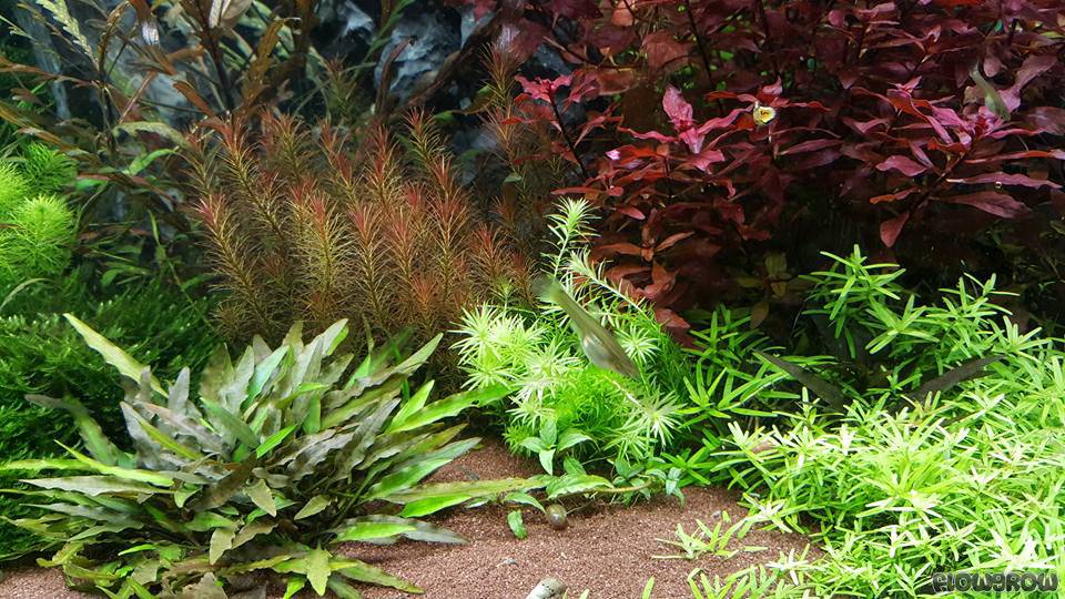 112 Liter Nr.3 - Flowgrow Aquascape/Aquarium Database