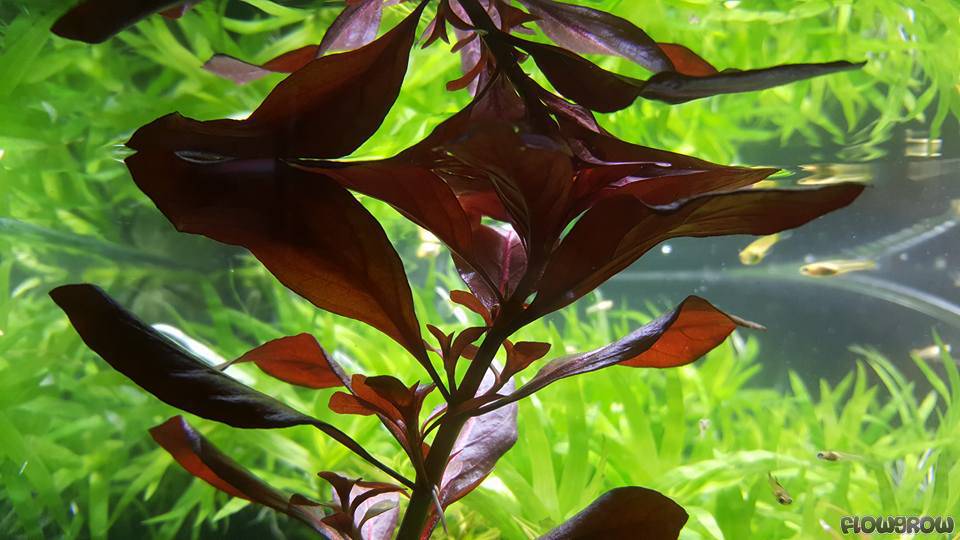 112 Liter Nr.3 - Flowgrow Aquascape/Aquarium Database