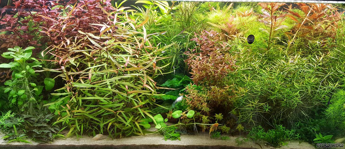 160 Liter Nr.1 - Flowgrow Aquascape/Aquarium Database