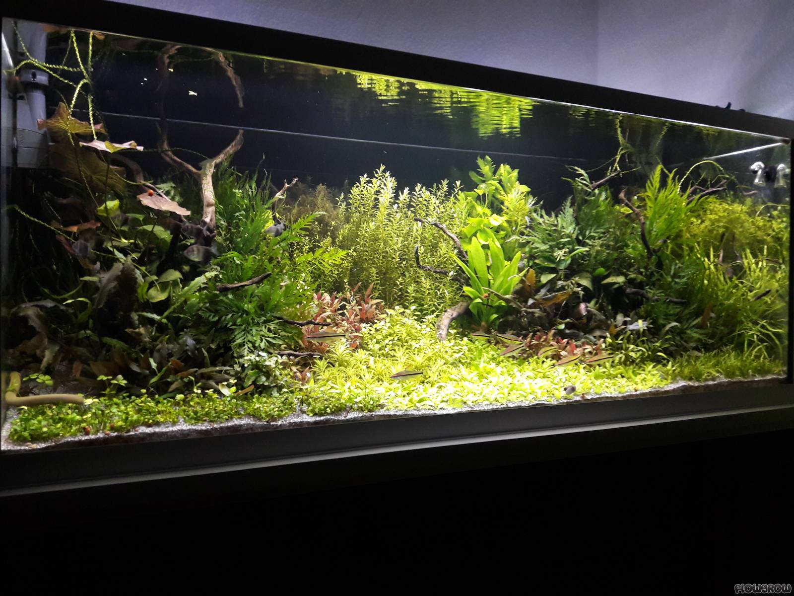 540Liter Projekt - Flowgrow Aquascape/Aquarium Database