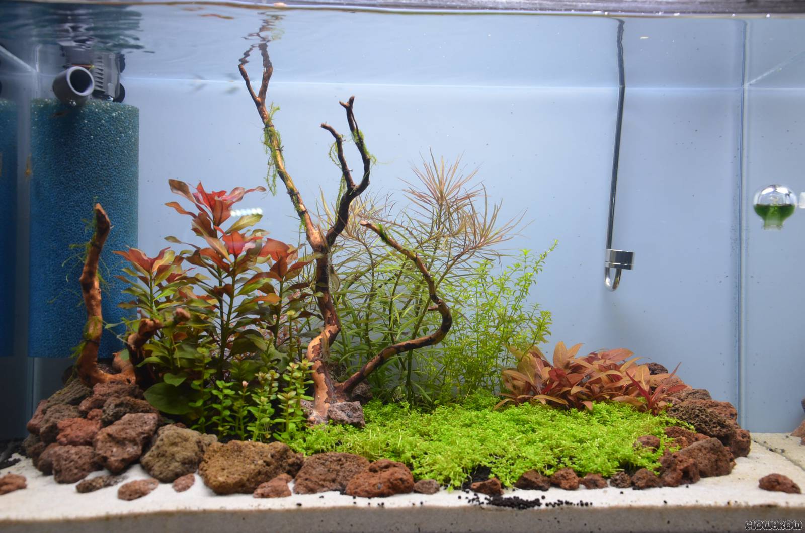 Becken 60 - Flowgrow Aquascape/Aquarium Database