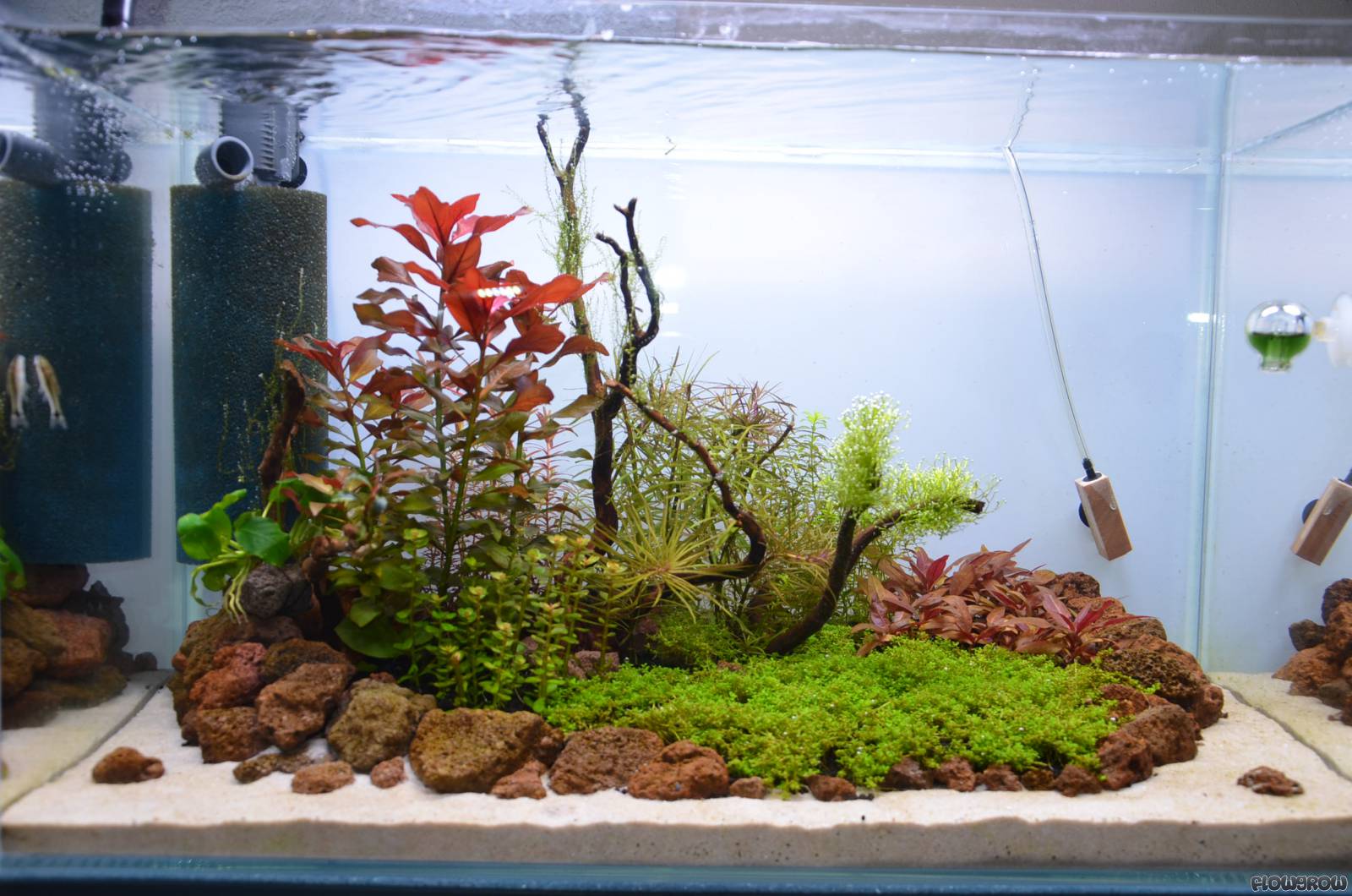 Becken 60 - Flowgrow Aquascape/Aquarium Database