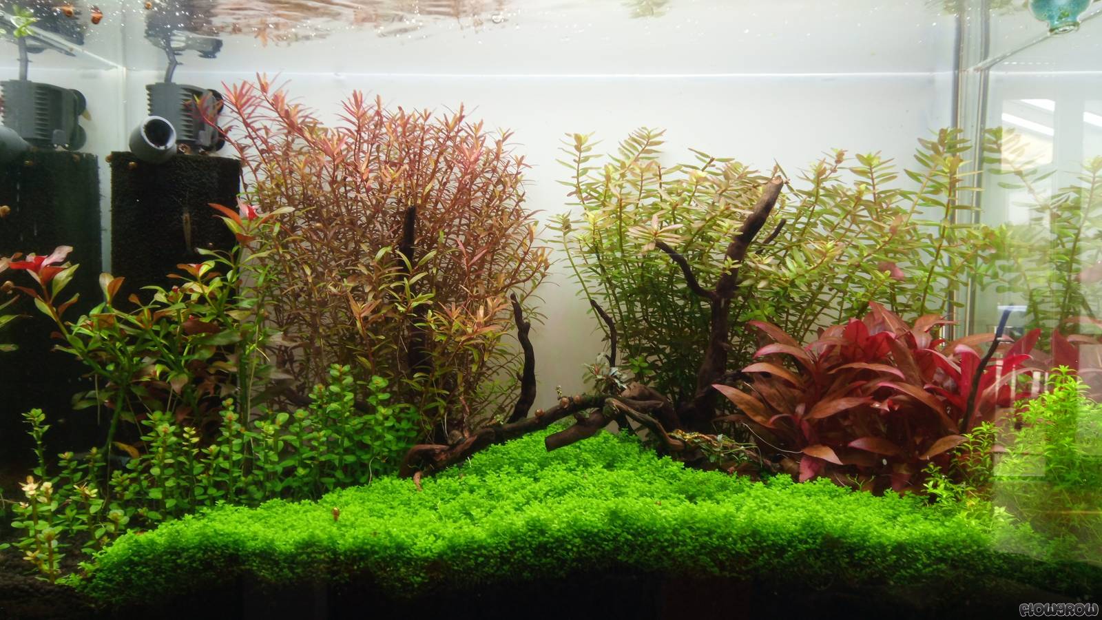 Becken 60 - Flowgrow Aquascape/Aquarium Database