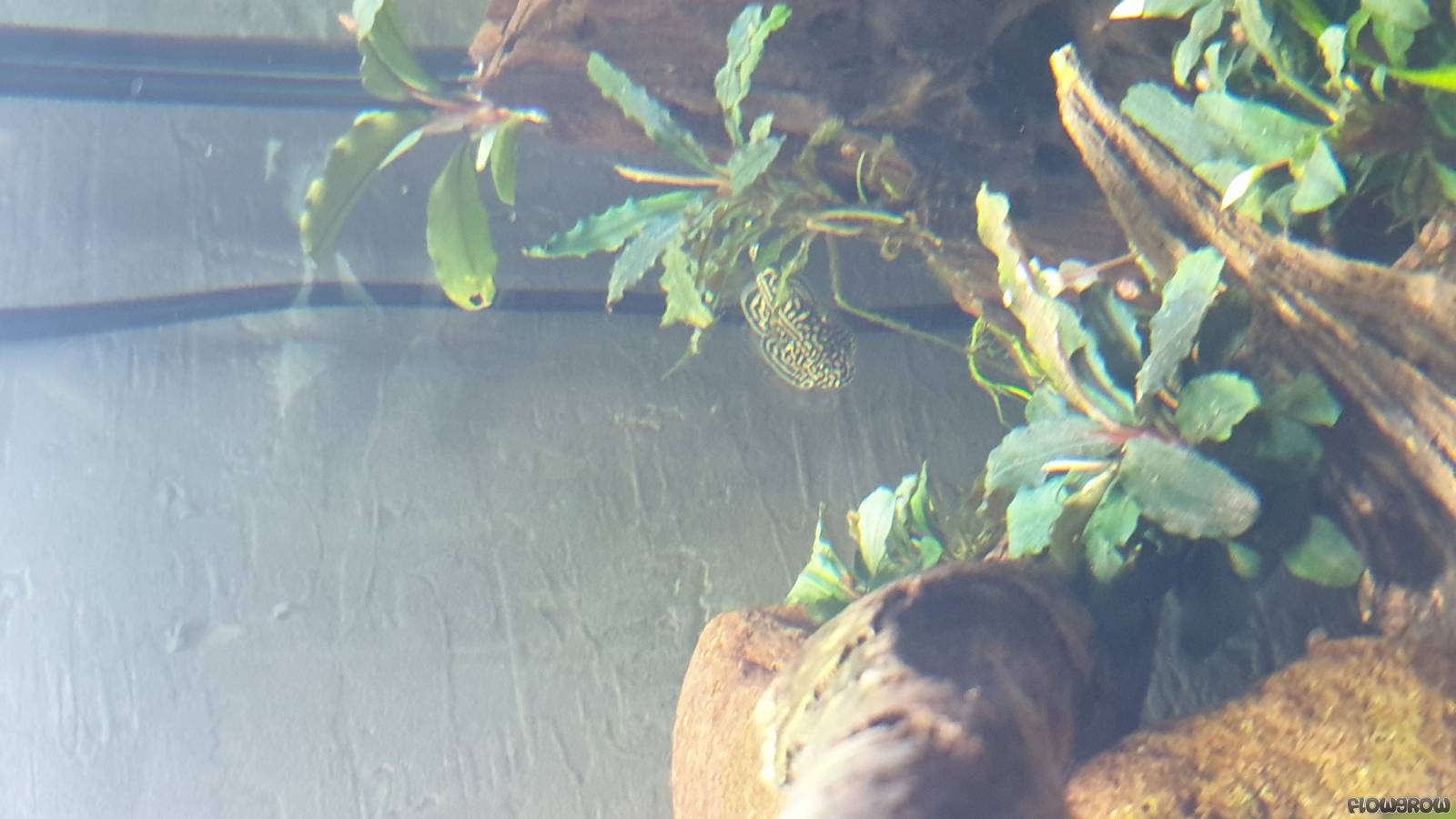 Borneo-Style - Flowgrow Aquascape/Aquarium Database