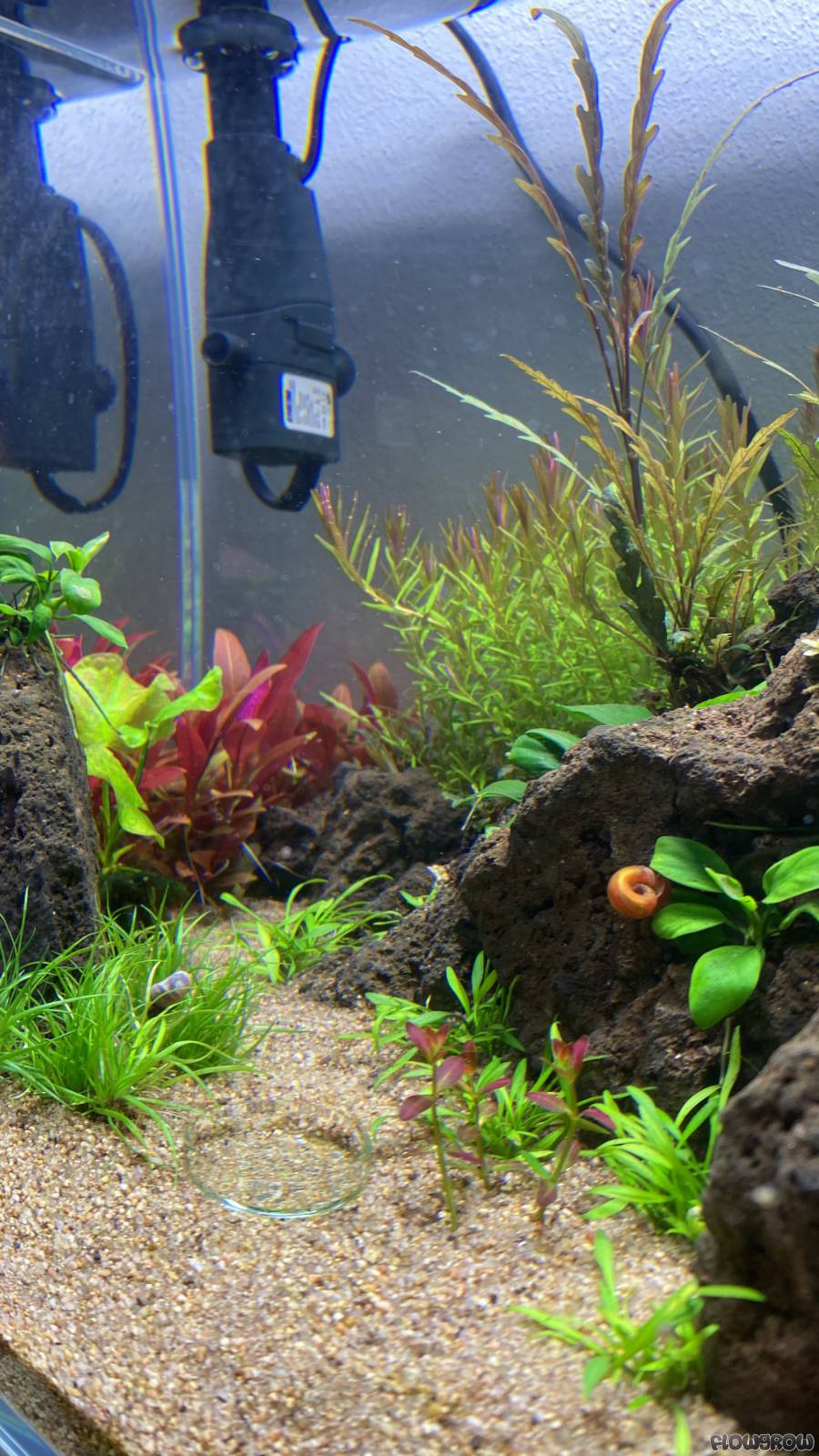 Clear Garden 60P (XD) - Flowgrow Aquascape/Aquarium Database