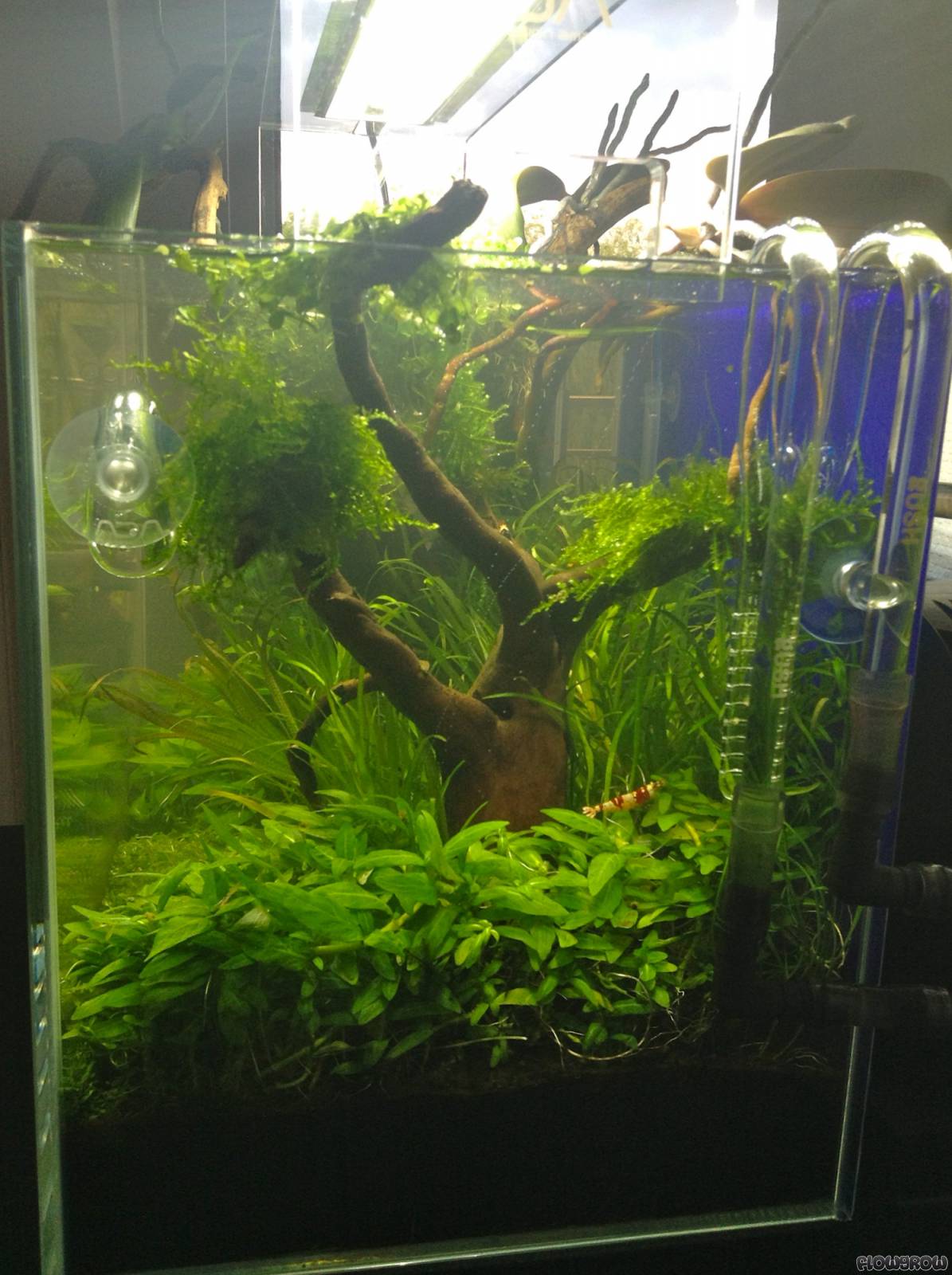 Cube Wood M - Flowgrow Aquascape/Aquarium Database
