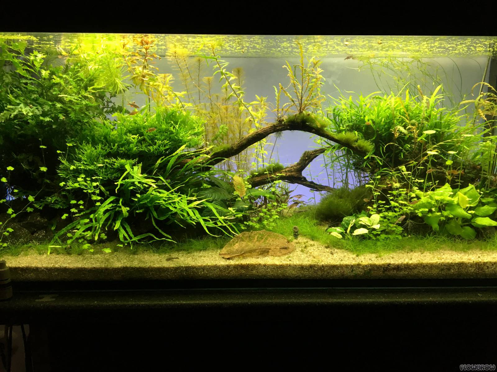 Faulenzer-Becken - Flowgrow Aquascape/Aquarium Database